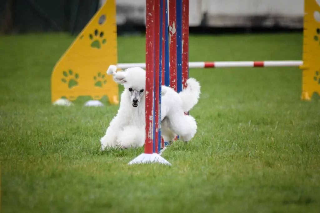 The Poodle Agility Training Guide - Equipment, Skills, and the Know-How