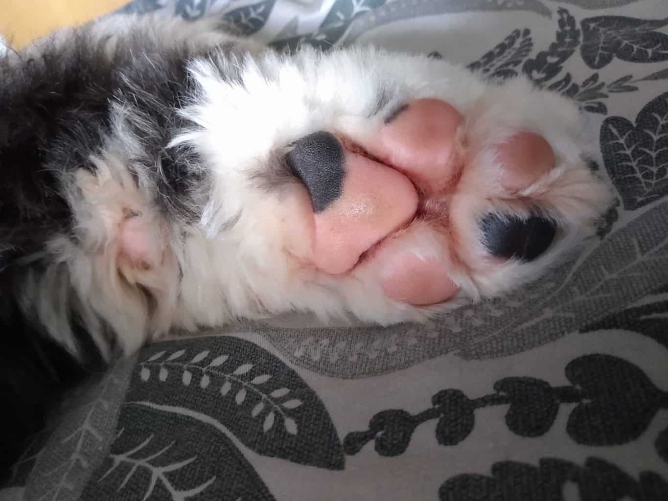 Poodle Feet - The Ultimate Guide - Grooming, Care & Clipping