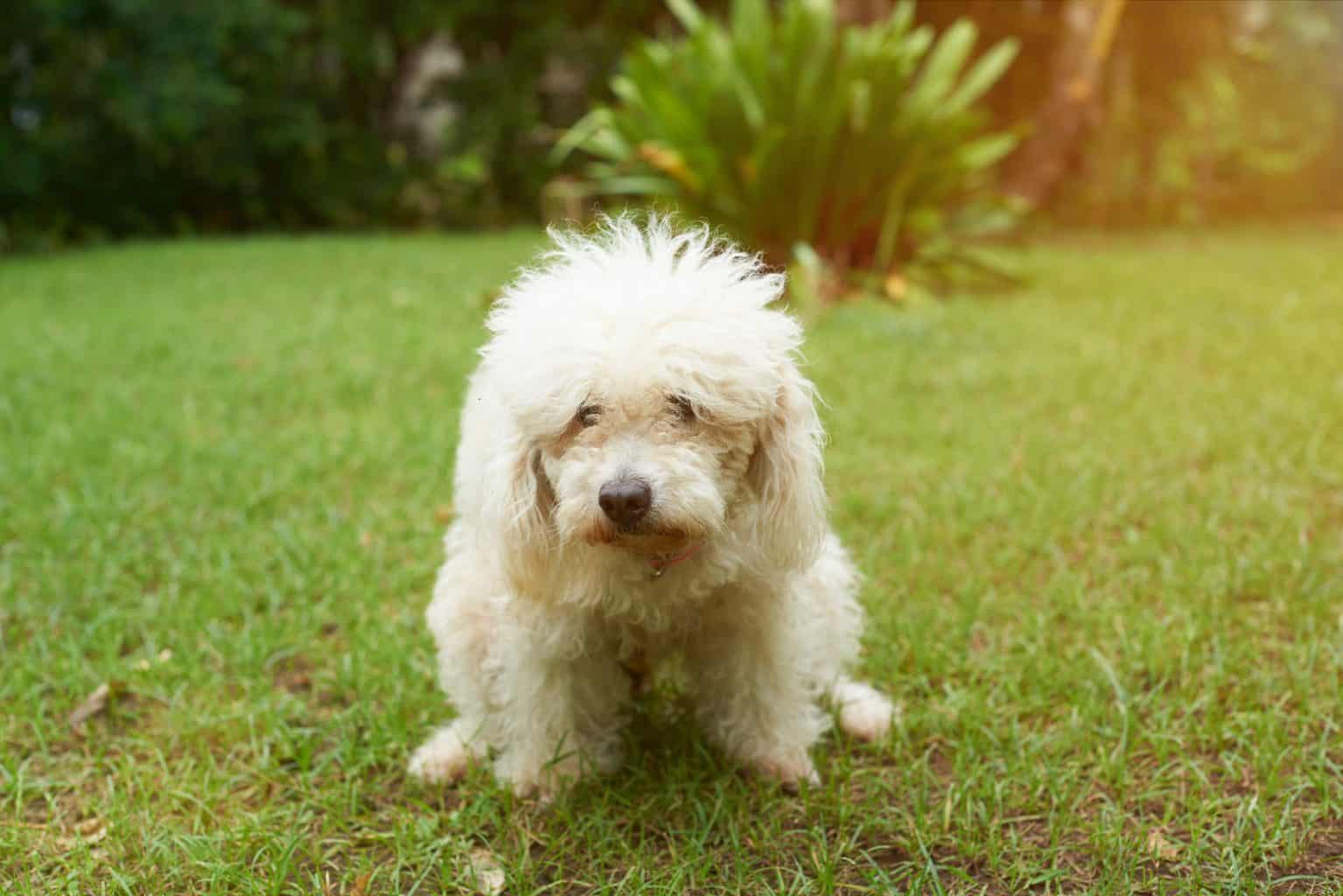 Puppy won't Poop Outside – Why Does it Refuse?