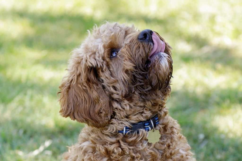 How will Your Cavapoo Look and Act as it gets Older?