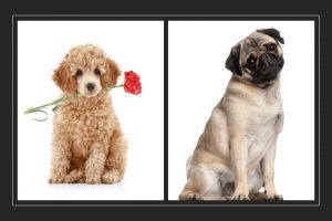 What is a Pugoodle? All you Need to Know about the Pugapoo