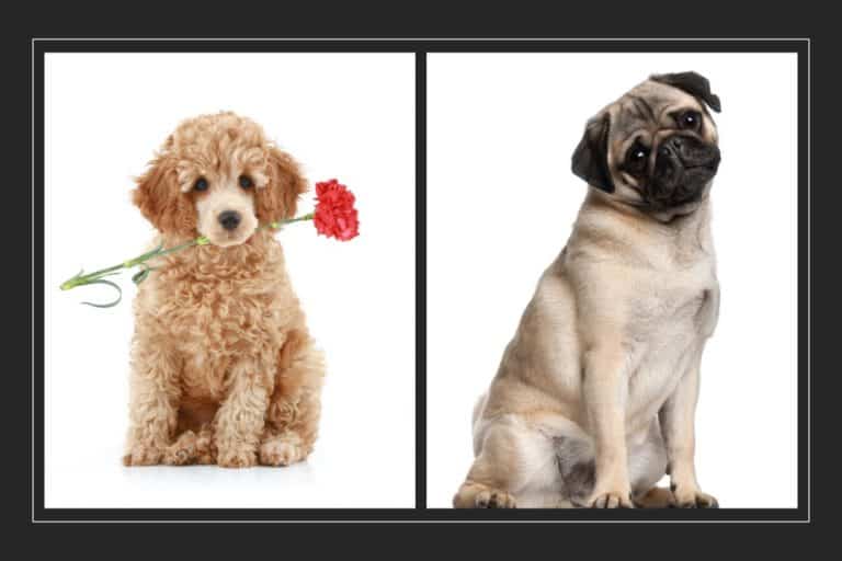 What is a Pugoodle? All you Need to Know about the Pugapoo