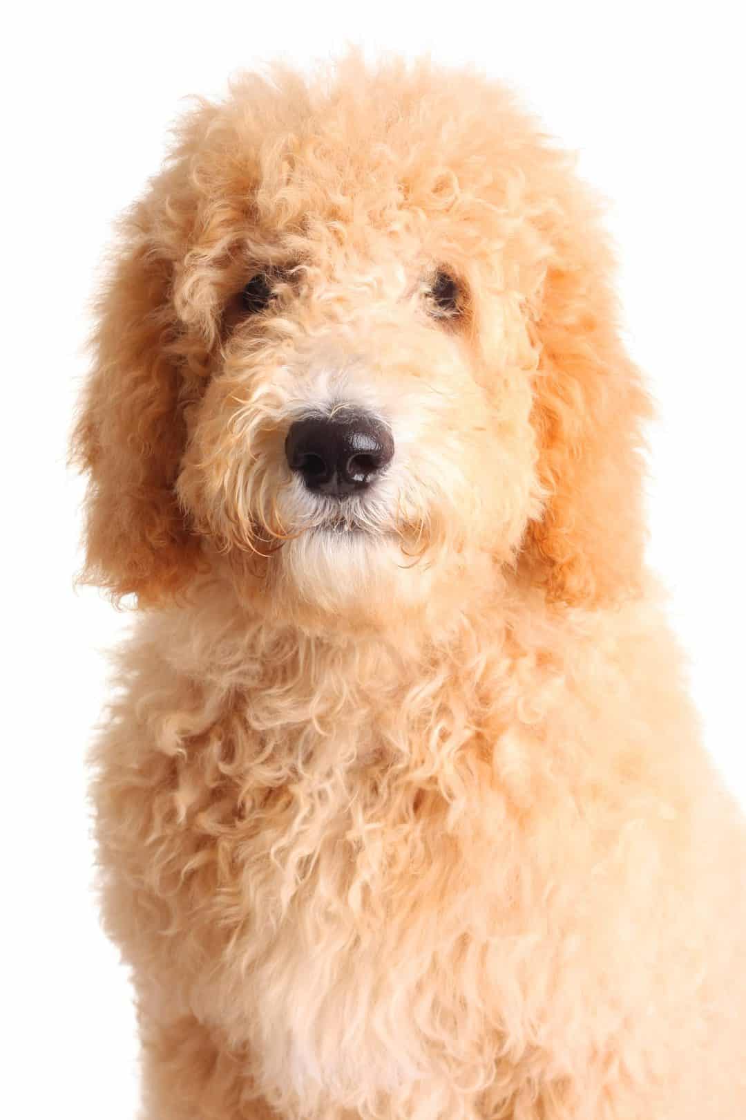 Will my Goldendoodle Get Curly? How to Tell