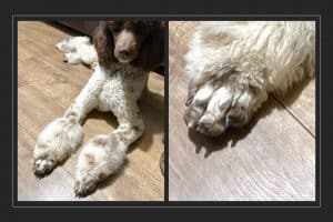 The Clean Feet Poodle: Why are they Shaved?