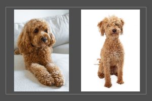 Cavapoo vs Mini Goldendoodle – A Complete Comparison
