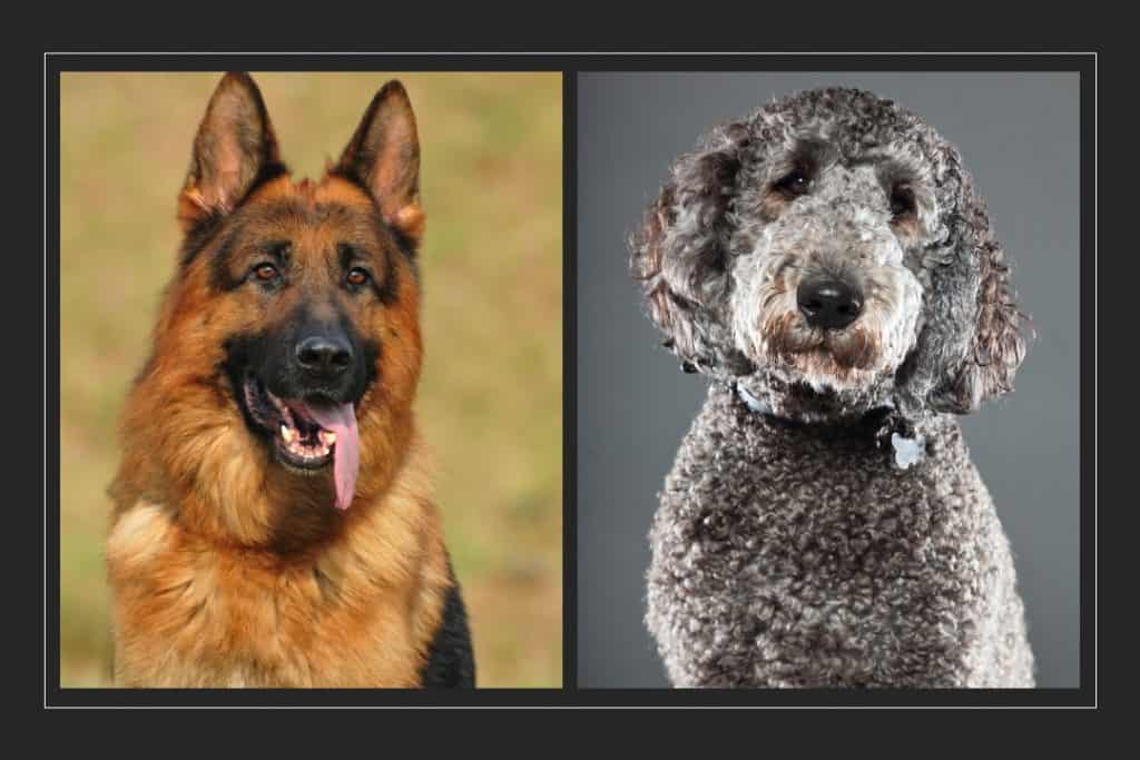 The Labradoodle German Shepherd Mix Explored