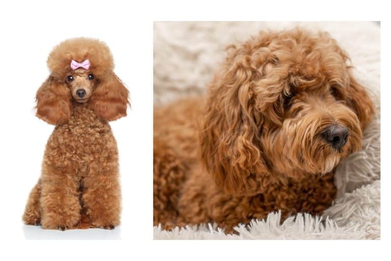 Poodle vs Cavapoo – Which one is Right for You?