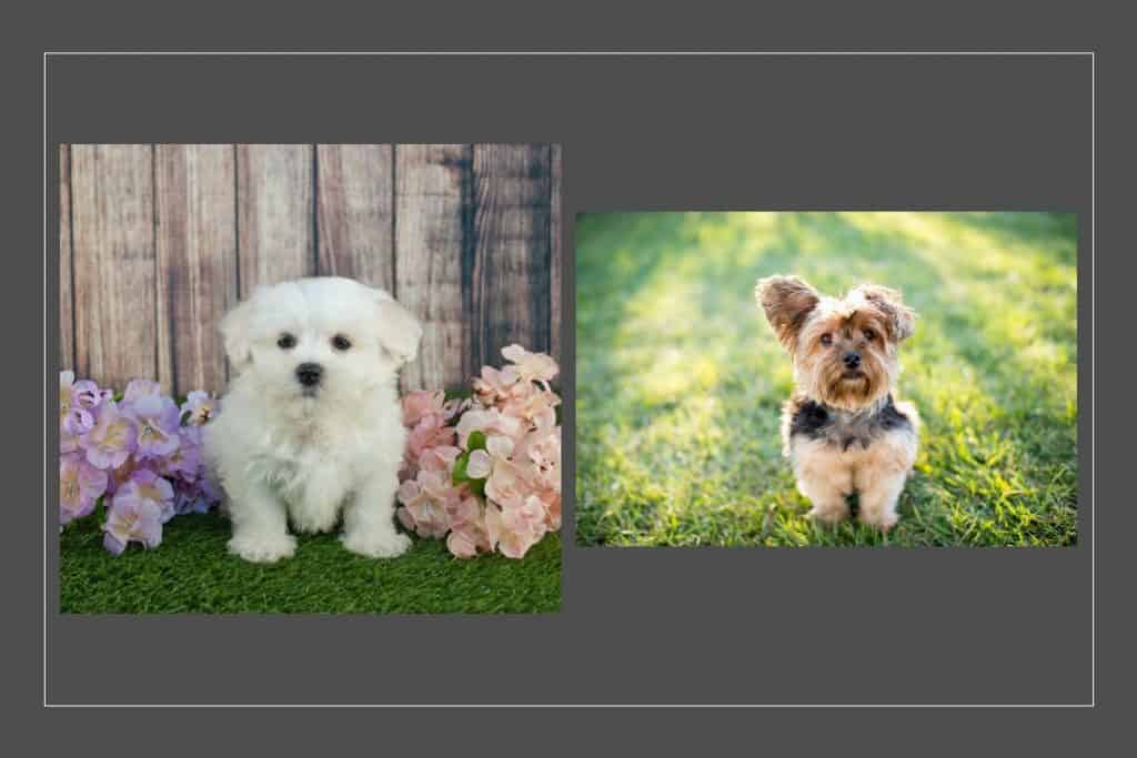 Maltipoo and Yorkie Mix - All is Explained