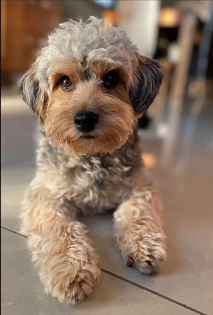 Yorkie Poo Colors: A Comprehensive Guide