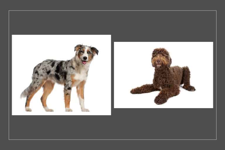 The Labradoodle Australian Shepherd Mix Explored