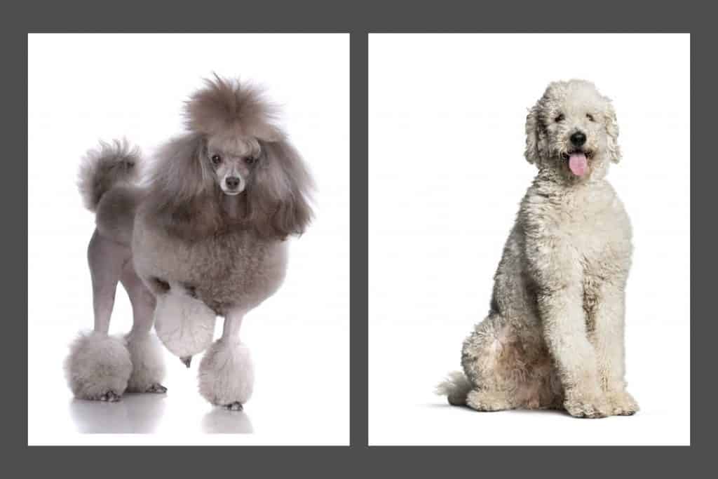 The Labradoodle Poodle Mix: F1b Delight