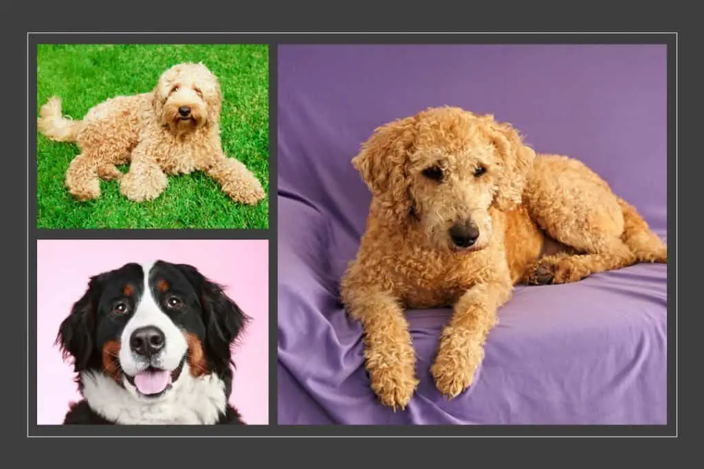 The Labradoodle Bernese Mountain Dog Mix Explored