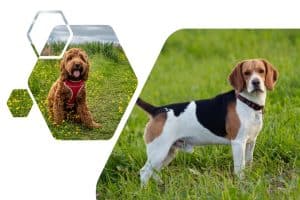 Cockapoo Beagle Mix - Facts & Info