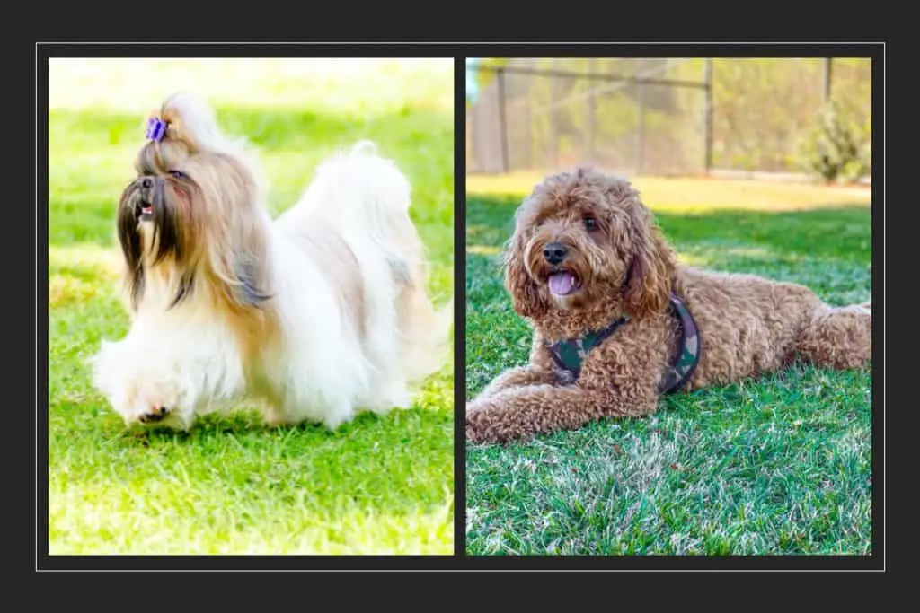 Cavapoo Shih Tzu Mix: The Cava Tzu Explained