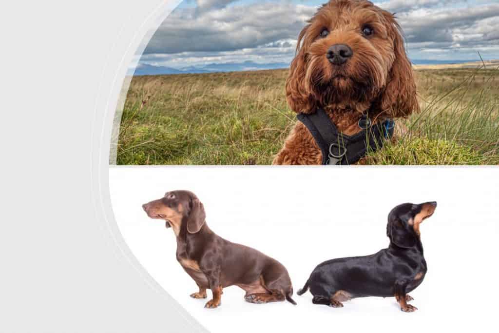 Cockapoo Dachshund Mix: Doxiedoodle Info