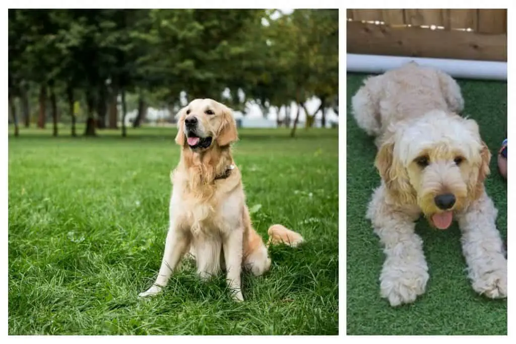 Cockapoo Golden Retriever Mix: All About the Golden Cockapoo