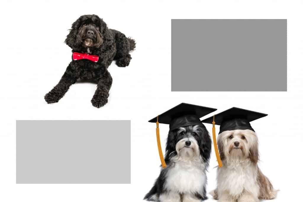 Cockapoo Havanese Mix: Info and Facts