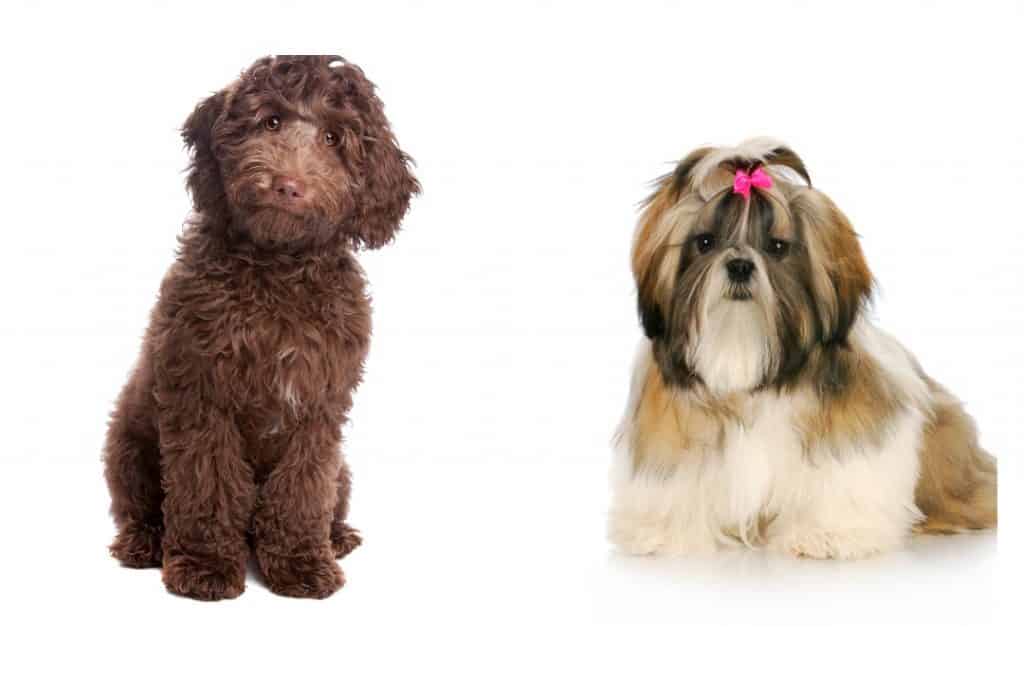 Labradoodle Shih Tzu Mix: What You Need to Know