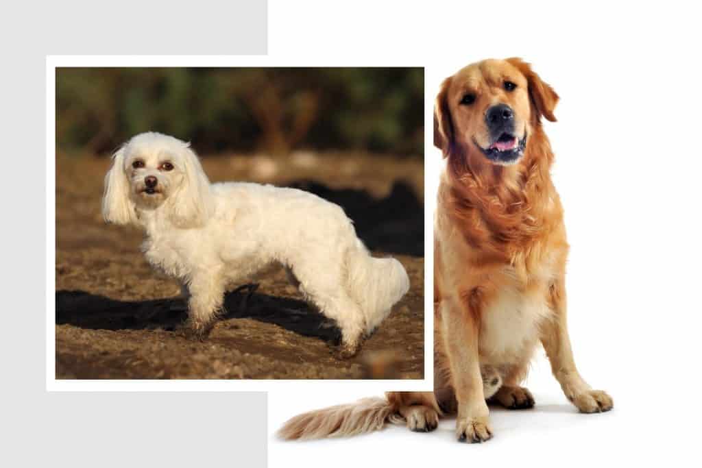 Cavapoo Golden Retriever Mix - Golden Cavapoo Info and Facts