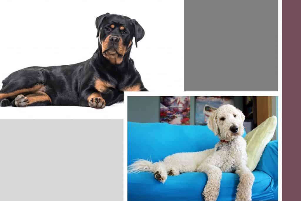 Goldendoodle Rottweiler Mix: Info & Facts