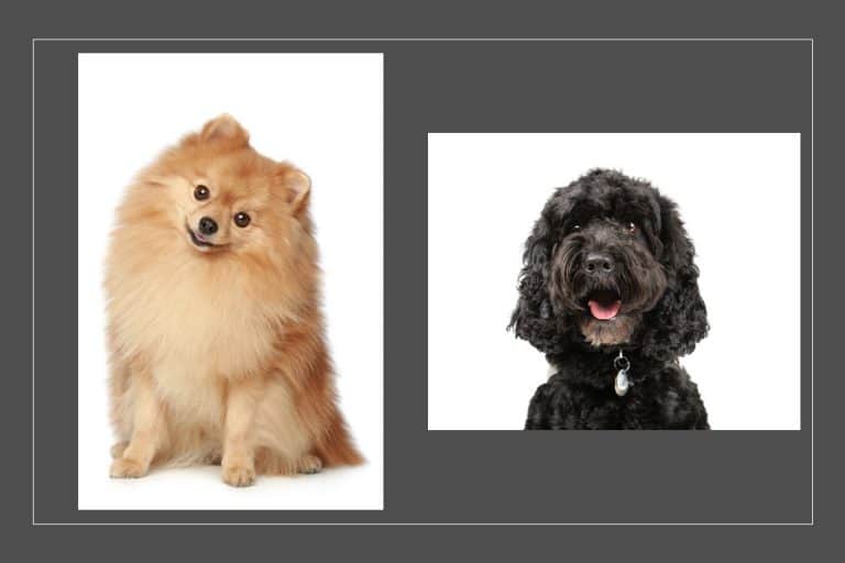 The Cockapoo Pomeranian Mix Investigated