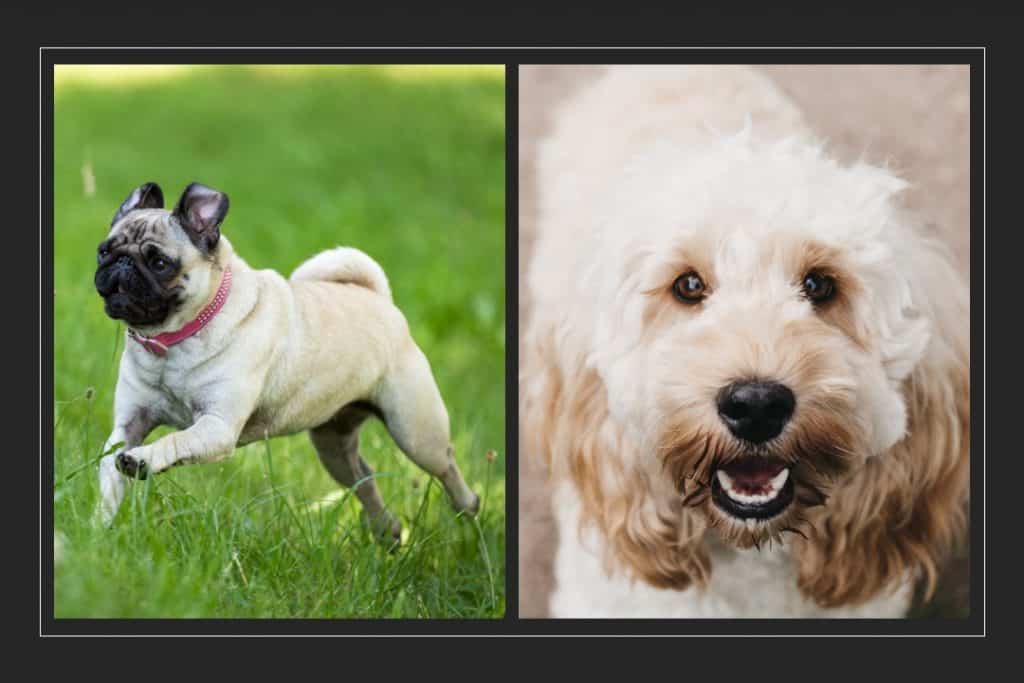 Cockapoo Pug Mix: What you Need to Know