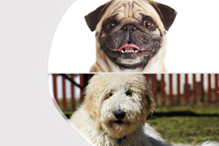 Goldendoodle Pug Mix: Info & Facts