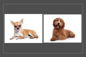 The Labradoodle Chihuahua Mix Explained