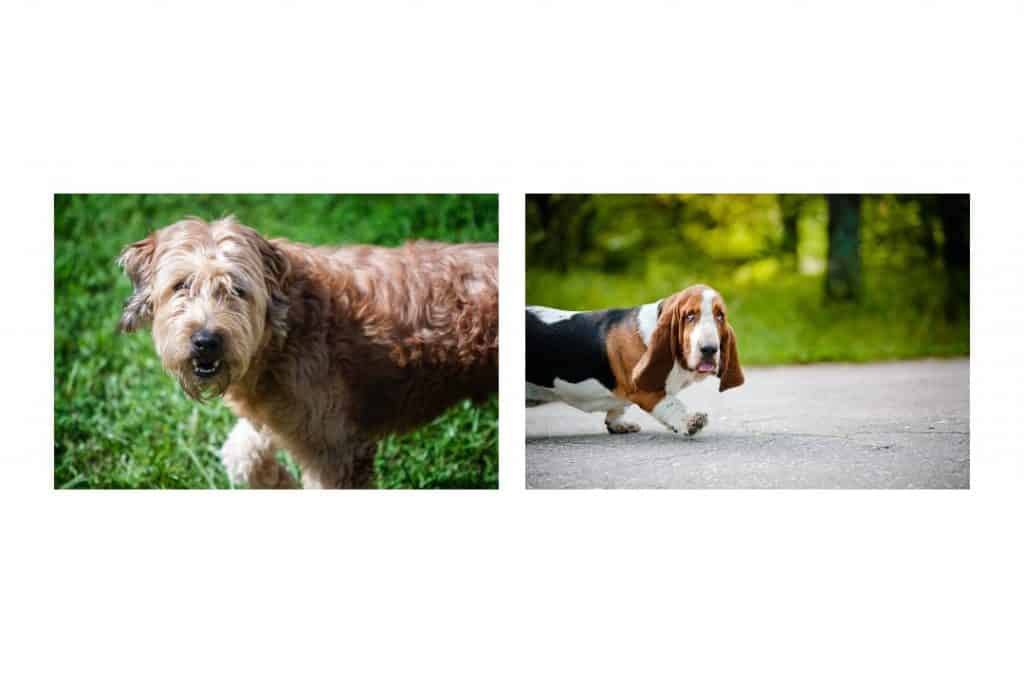 Goldendoodle Basset Hound Mix: A Comprehensive Review