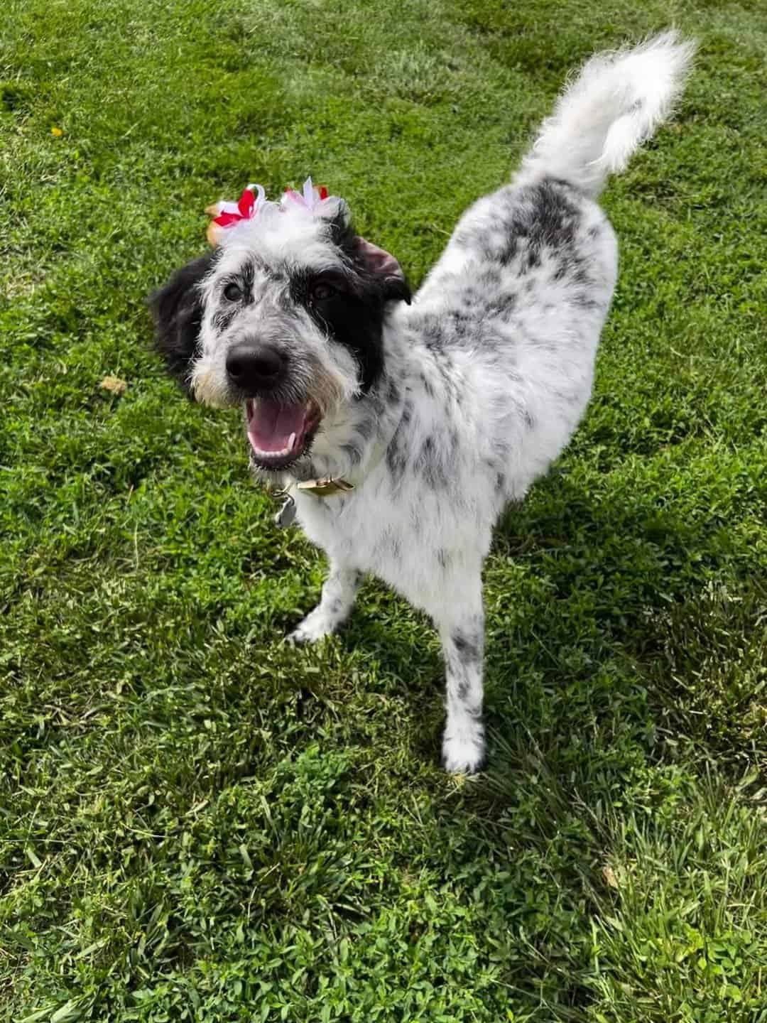 Dalmapoo Breed Overview – Your Guide to the Dalmadoodle