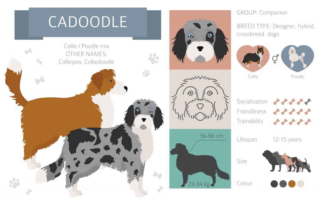 Colliedoodle Breed Guide – The Cadoodle Explored