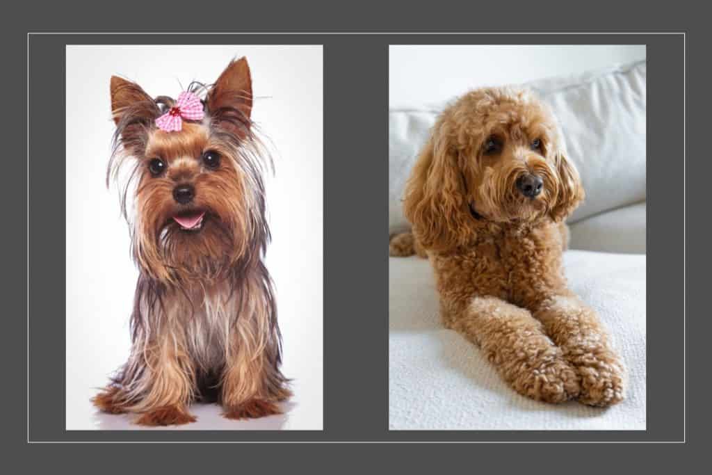 Cavapoo Yorkie Mix: Toy Doodle Fact File