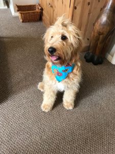 Goldendoodle Coat Changes & Phases (With Pictures)